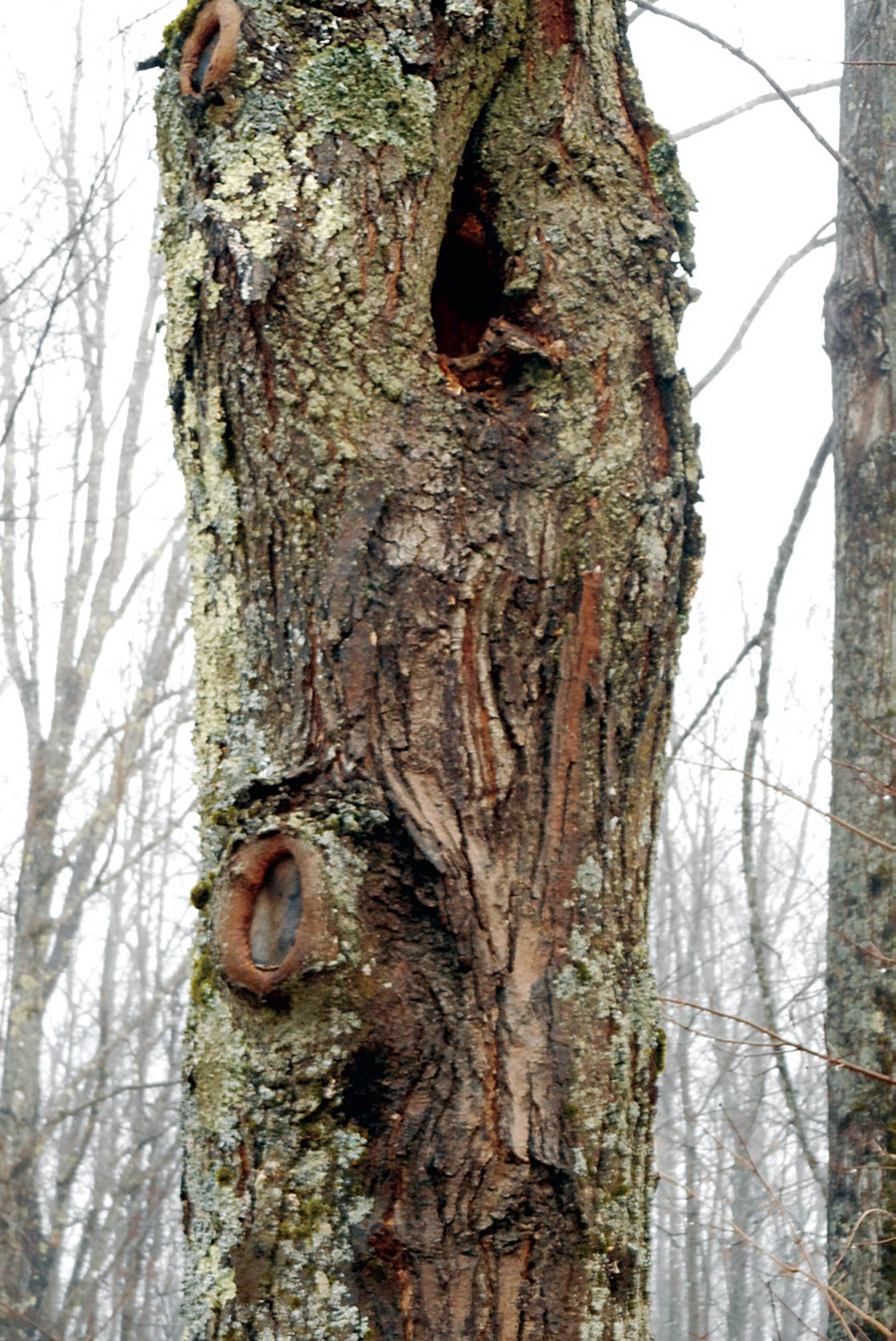 Dealing With Dangerous Trees - Countryside